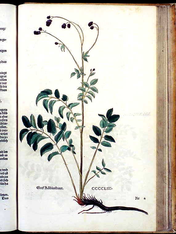 Worts and All - streetsofsalem