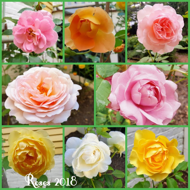 Coming up Roses - streetsofsalem