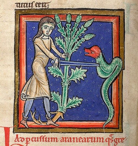 The Most Magical Plants - streetsofsalem